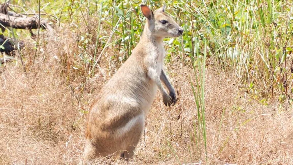 Kanguru Pohon Merauke yang Terancam Punah